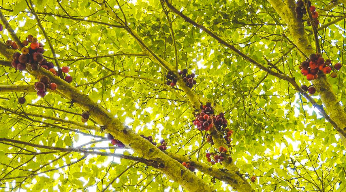 Discover the Mekong Delta tour (My Tho) | localvietnam