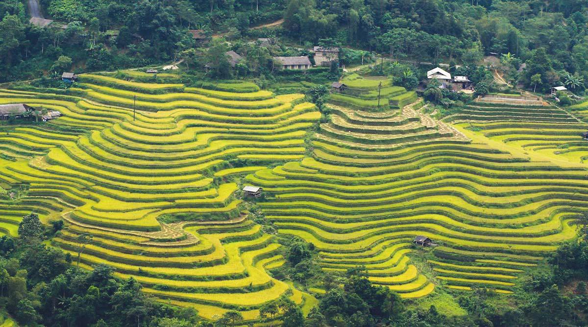 10 Most beautiful rice fields in Vietnam + best season 2024 | localvietnam
