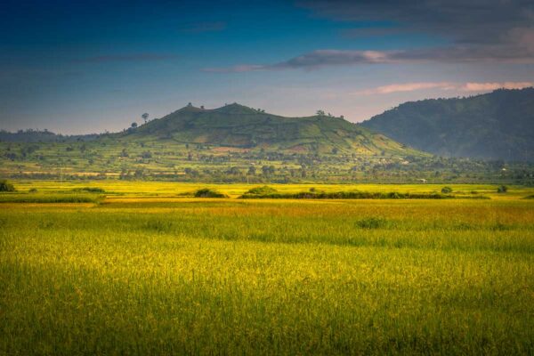 10 Most beautiful Rice Fields in Vietnam + Best Season 2024