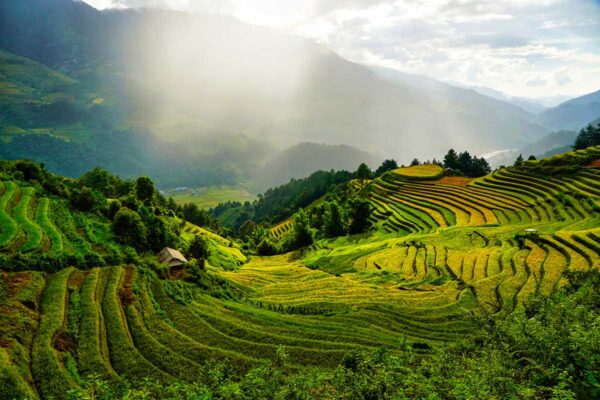 10 Most beautiful Rice Fields in Vietnam + Best Season 2024