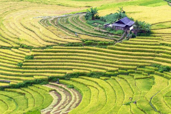10 Most beautiful Rice Fields in Vietnam + Best Season 2024
