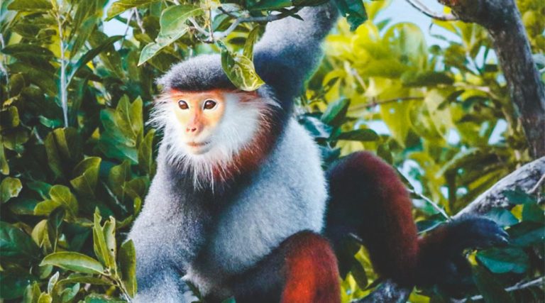 Son Tra Peninsula (Da Nang) - 11 highlights when visiting