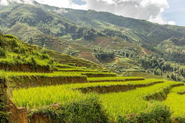 5 best places to see Sapa rice fields in 2026 & best season