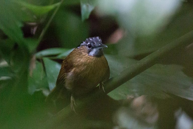 Vietnam birds - 10 best places for birding in Vietnam